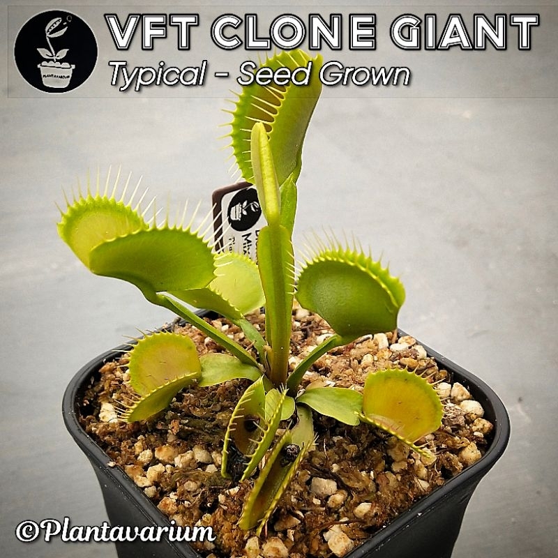 Jual Tanaman Karnivora Venus Flytrap VFT Clone Giant | Shopee Indonesia