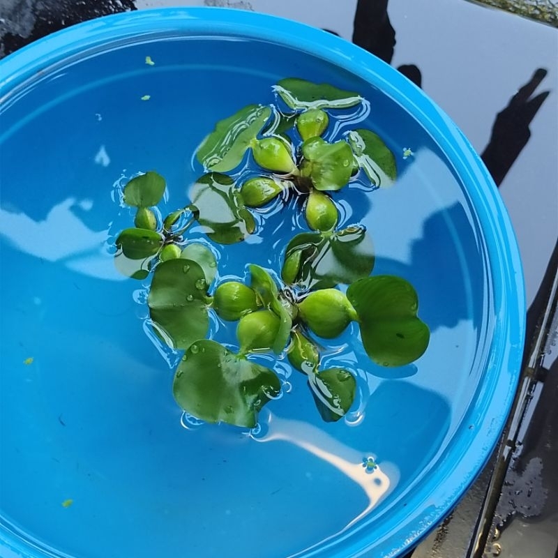 Jual eceng gondok mini eceng gondok petite hiasan kolam dan aquarium ...