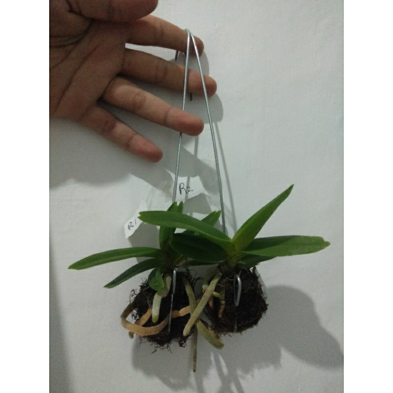 Jual Anggrek Rchosgigantea pakai cantolan kawat Bunga Harum | Shopee ...