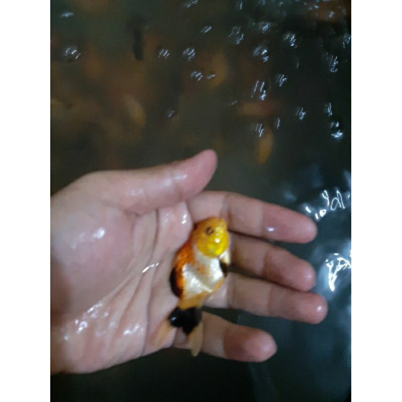 Jual ikan mas koki panda goldfish / ikan mas koky panda fish ori panda ...