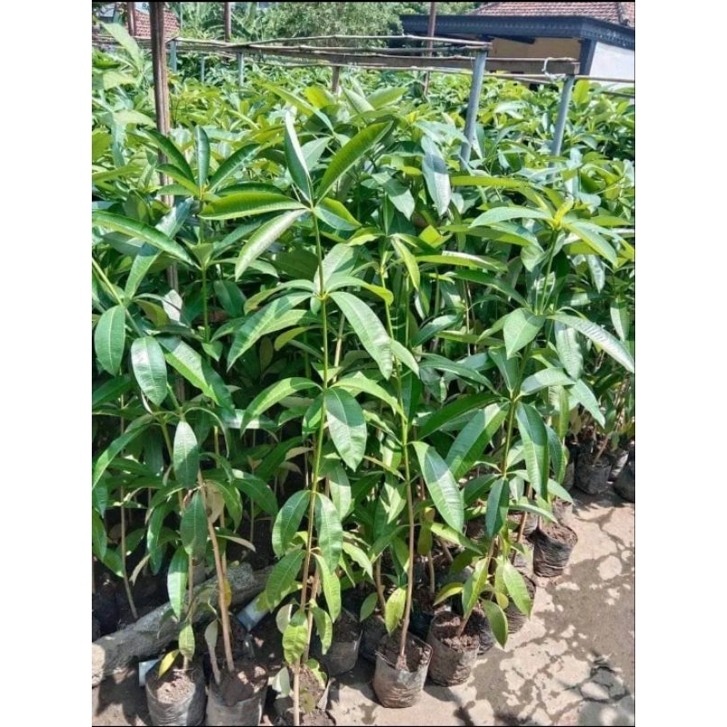 Jual Paket 10 Bibit tanaman pule/pohon pule berkualitas | Shopee Indonesia