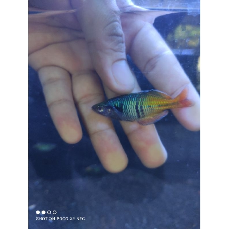 Jual ikan rainbow Bosemani size L | Shopee Indonesia