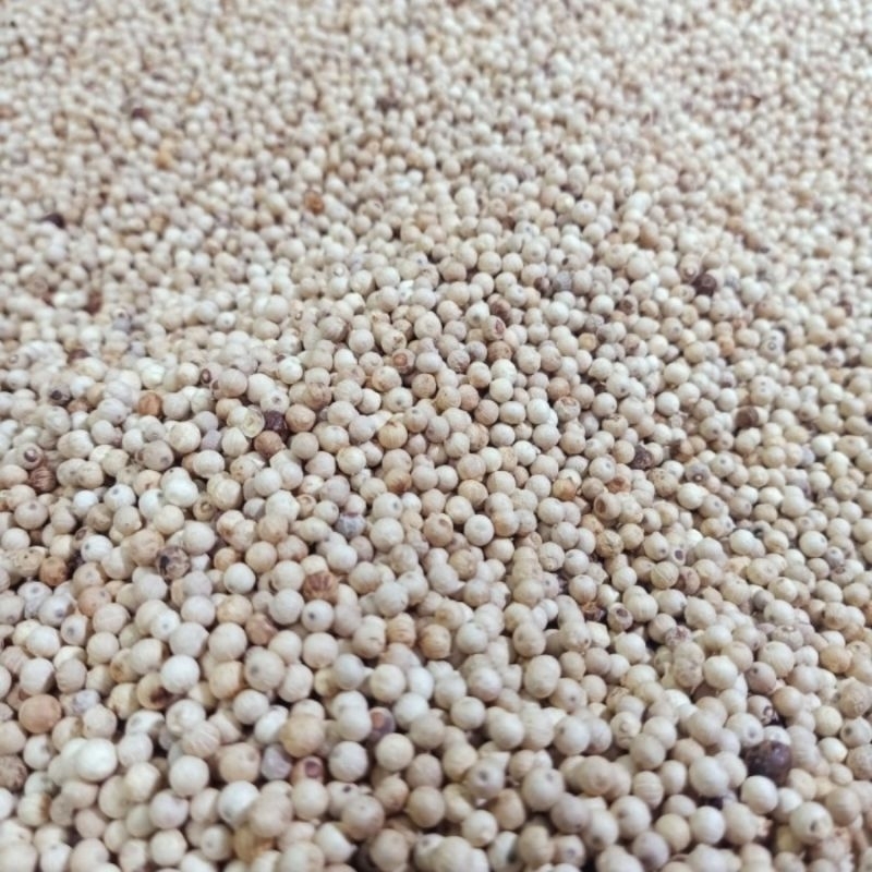 Jual Lada/merica putih premium 100gram | Shopee Indonesia