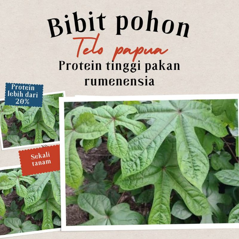 Jual Bibit pohon telo Papua/Singkong papua | Shopee Indonesia
