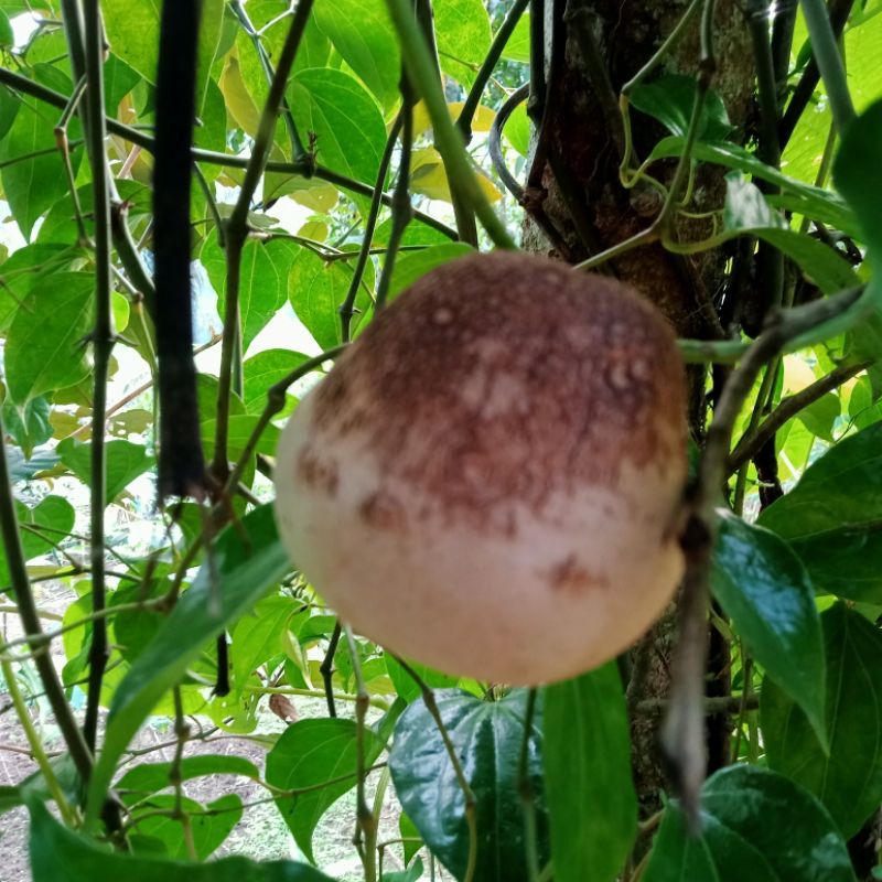Jual Bibit Super Ubi Gantung Ubi Gembolo | Shopee Indonesia