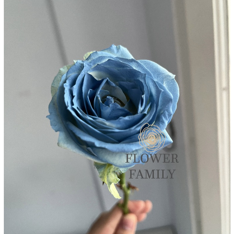 Jual Flower Family - COOL COLOR / Floral Spray / Pewarna Bunga Pilox Bunga Untuk bunga cat ...
