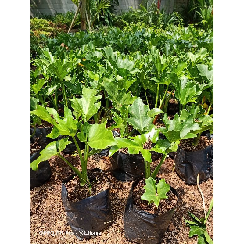 Jual (BISA COD) Tanaman Hias Monstera Jari philo selloum tanaman indoor ...