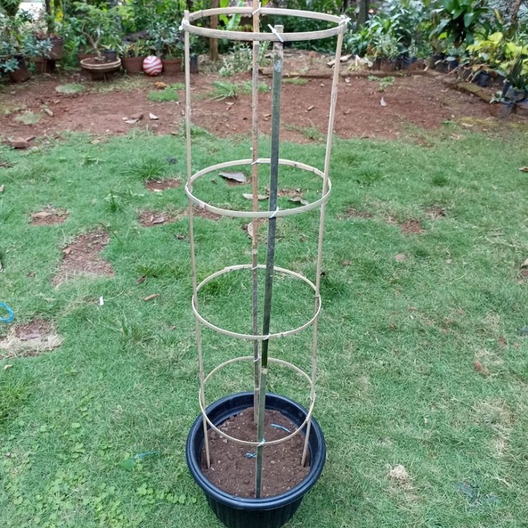 Jual JHP 1 Set Lengkap Turus Bambu MelingkarAjir TanamanTurus Penyangga ...