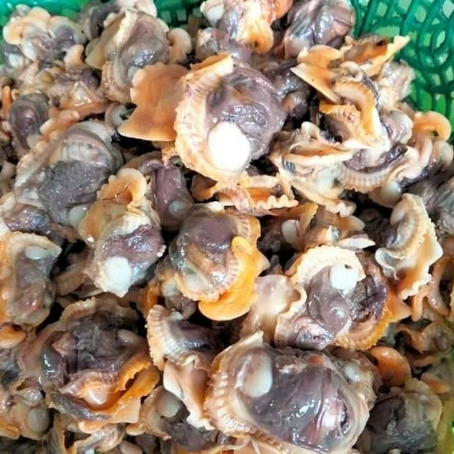 Jual Kerang Dara Kupas Segar Daging Kerang Dara 1Kg | Shopee Indonesia
