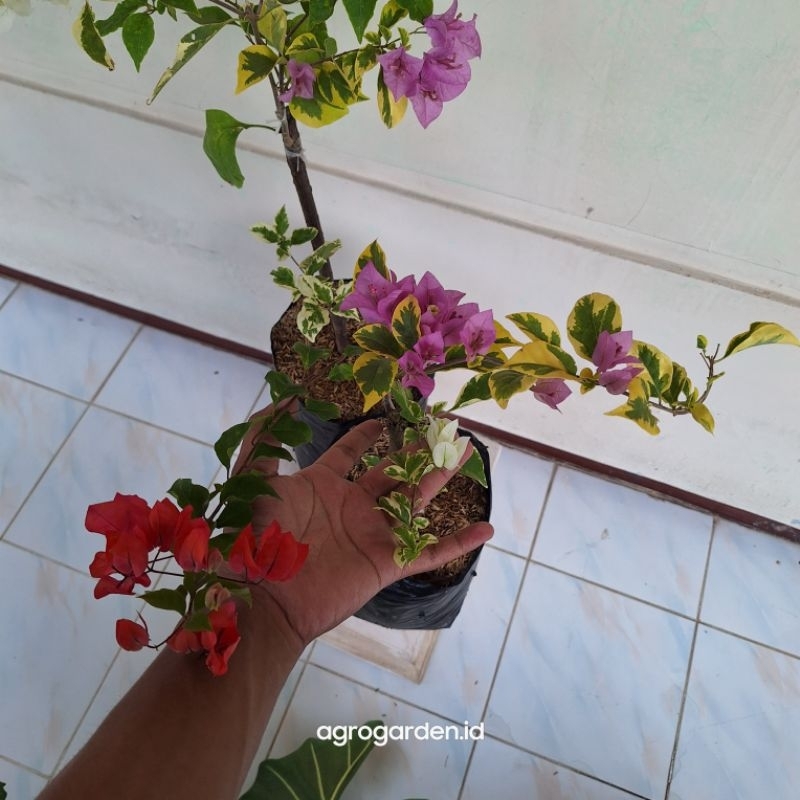 Jual Tanaman Hias Bugenvil 3 warna - Tanaman Hias Bugenvil 3 Warna ...