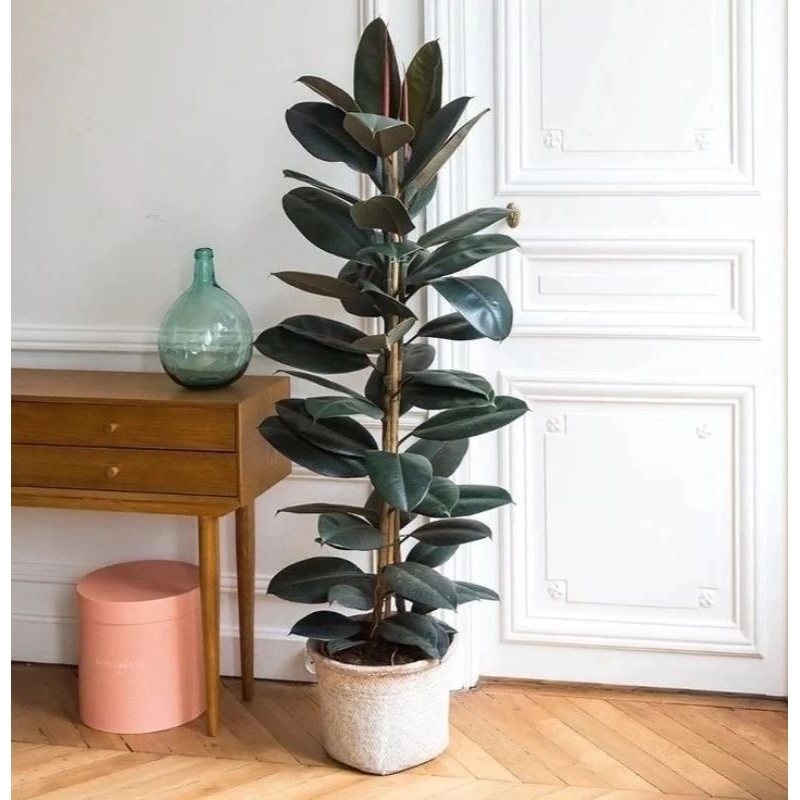 Jual karet kebo / picus elastiscus tinggi 1 MTR + pot + media tanam ...