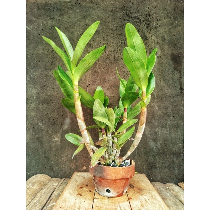 Jual Dendrobium Jonggring Saloko | Anggrek Dendrobium | Intersection ...