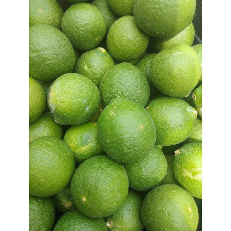 Jual jeruk nipis segar/ jeruk nipis murah/ jeruk nipis promo 1 kg ...