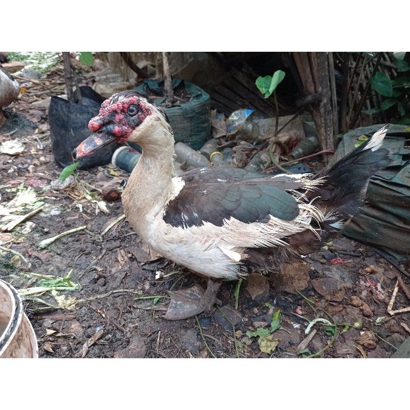 Jual Kuyuk -Entok/Entog- [Jantan/Bandot Dewasa] (Hidup) "Bebek Manila ...