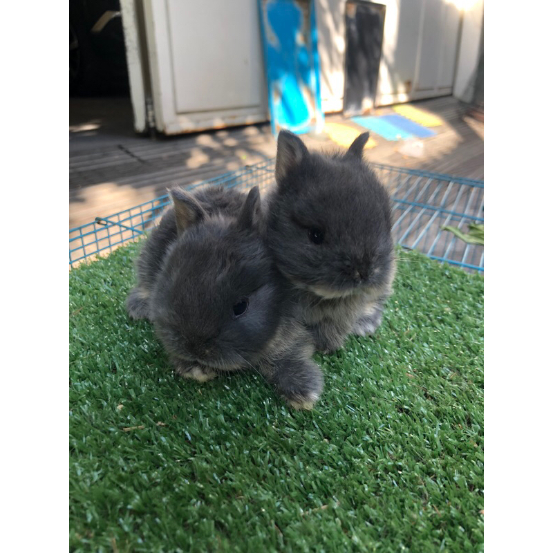 Jual Kelinci Netherland Dwarf mini | Shopee Indonesia