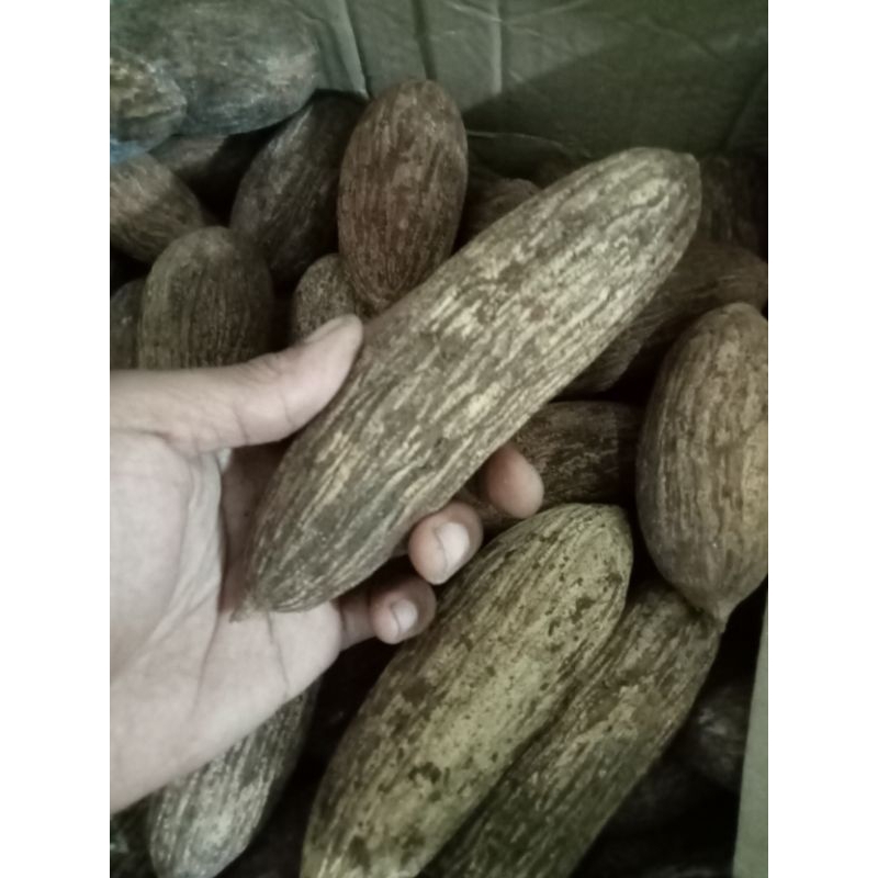 Jual biji pohon ulin Kalimantan | Shopee Indonesia