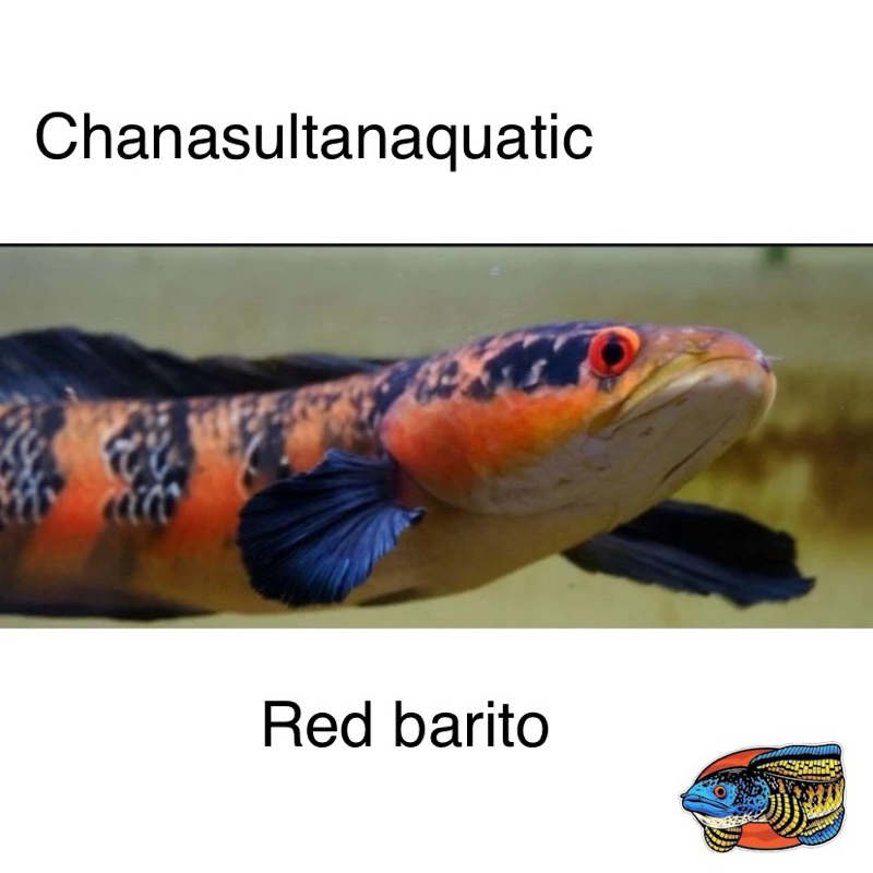 Jual Red Barito Grade A++ cb size 2-3-4cm | Shopee Indonesia