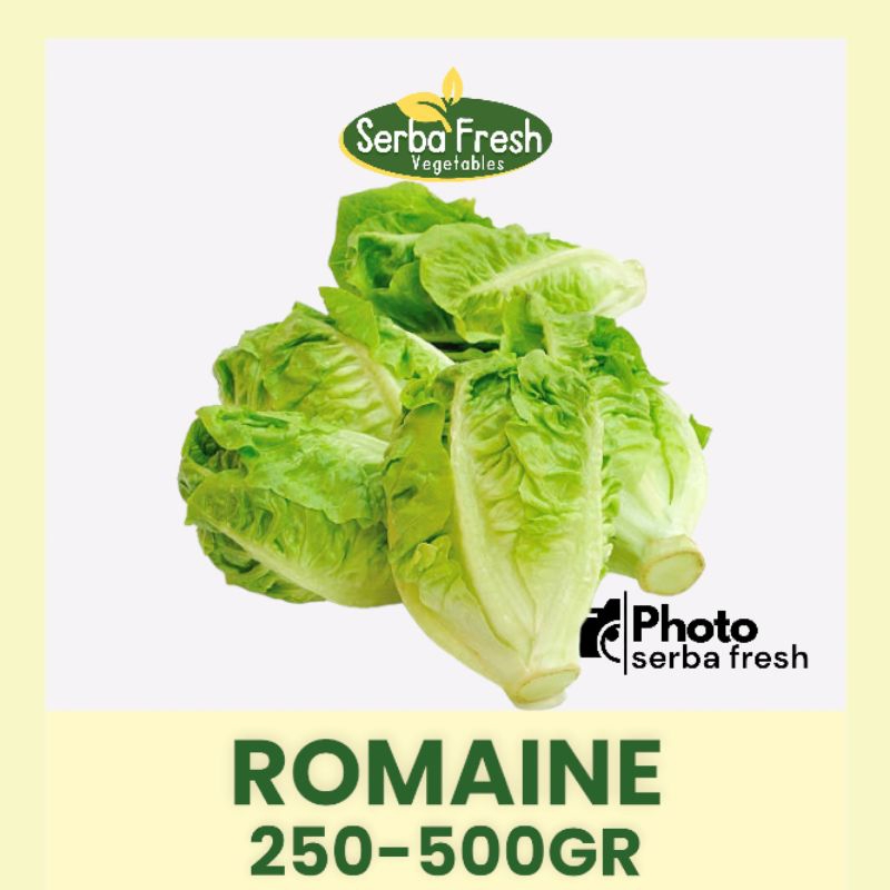 Jual ROMAINE | 500GR | SALAD | SERBA FRESH | ROMAINE LETTUCE | Shopee Indonesia