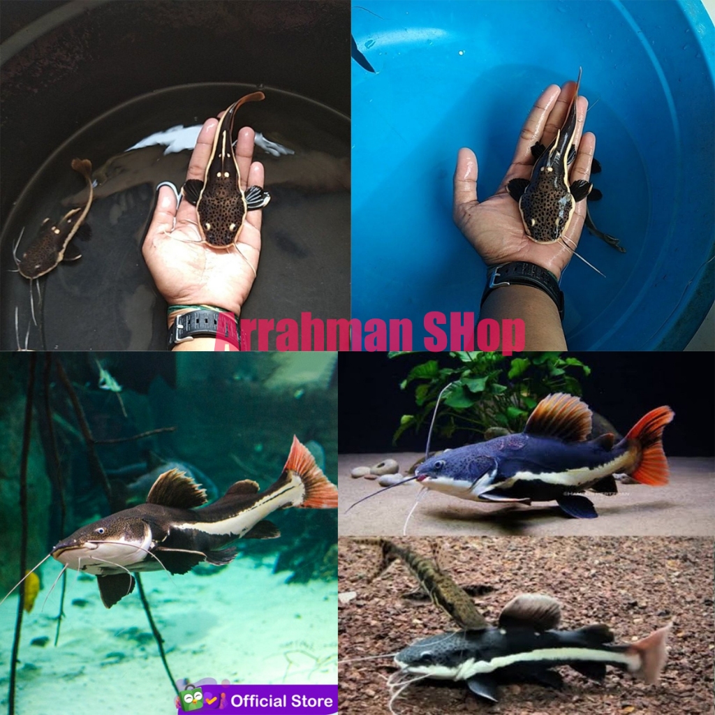 Jual ikan lele rtc catfish - Ikan hias Red Tail Catfish IKAN lele hias ...