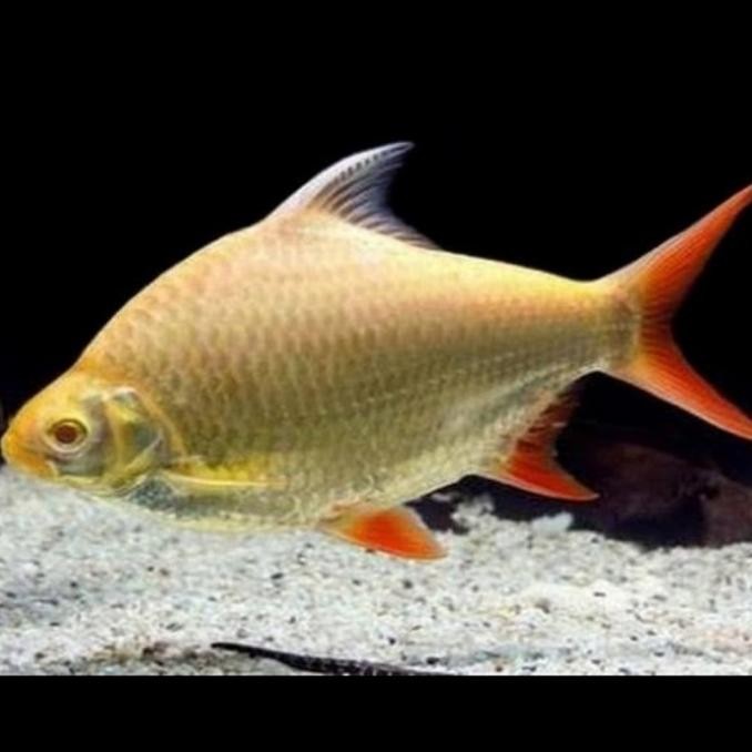 Jual Ikan Hias Kaviat Albino TankMate Ikan Predator Ikan Air Tawar ...