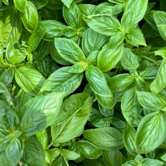 Jual Daun Basil itali Segar / Fresh Hidroponik per 100 gr | Shopee ...