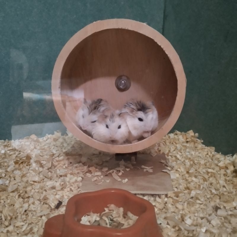 Jual Hamster roborovski | Shopee Indonesia