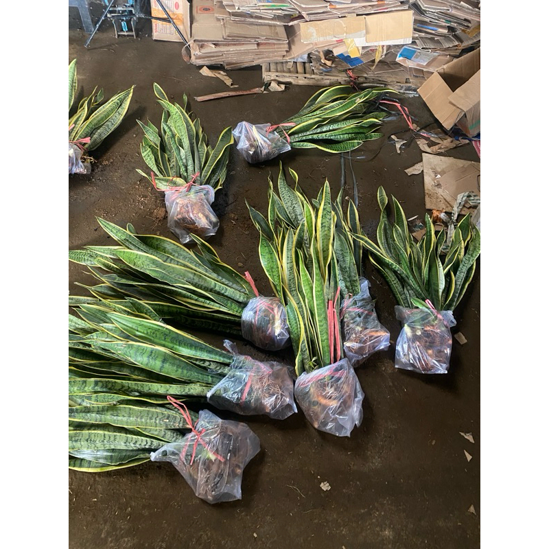 Jual KEBUN.MUKLIS - Paket 10 Lidah Mertua Sanseiviera Kuning | Shopee ...