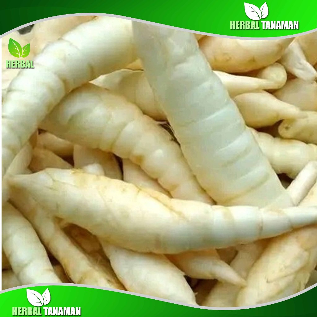 Jual Umbi Garut Segar 1 kg Obat Asam Lambung - Umbi Terigu Fresh ...