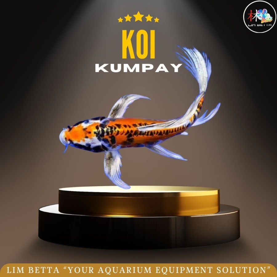 Jual KOI KUMPAI SLAYER / KOI KUMPAI / IKAN KOI | Shopee Indonesia