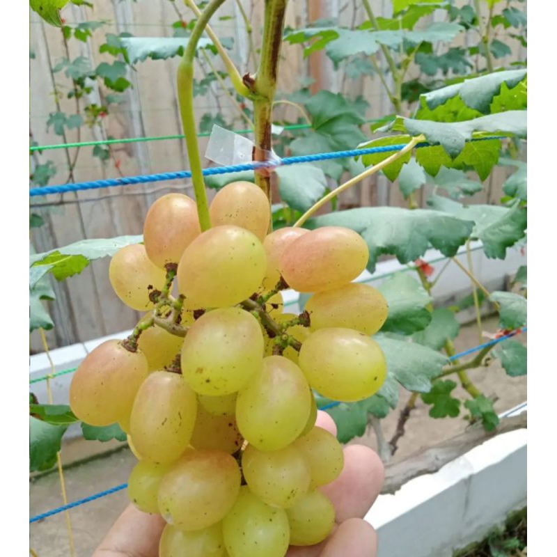 Jual tanaman anggur import TAMAKI | jenis anggur import tamaki | Shopee ... Jual tanaman anggur import TAMAKI | jenis anggur import tamaki | Shopee ...