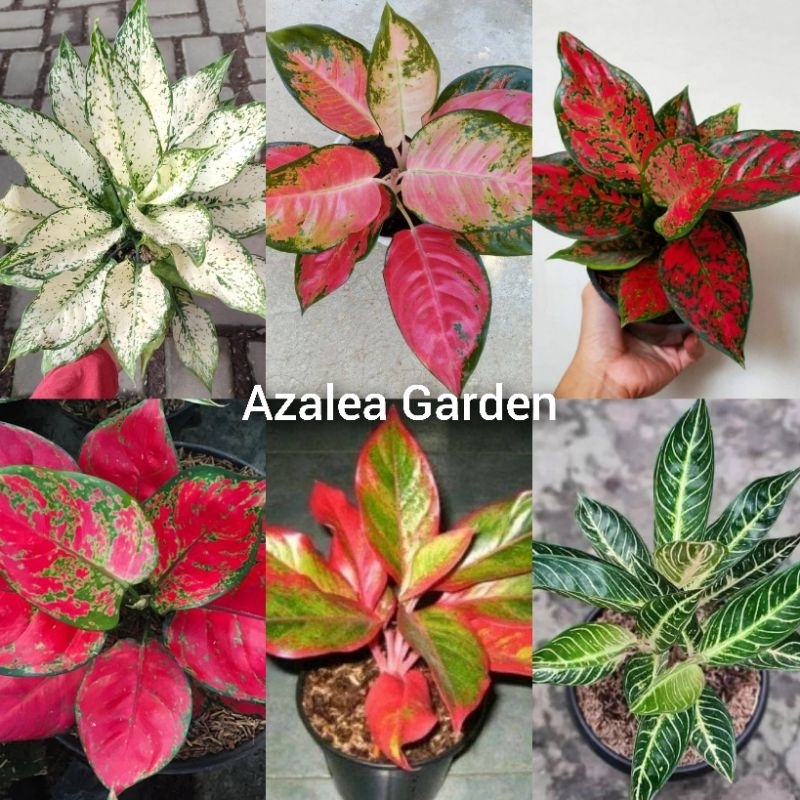 Jual Paket 6 Aglonema daun rimbun | Shopee Indonesia