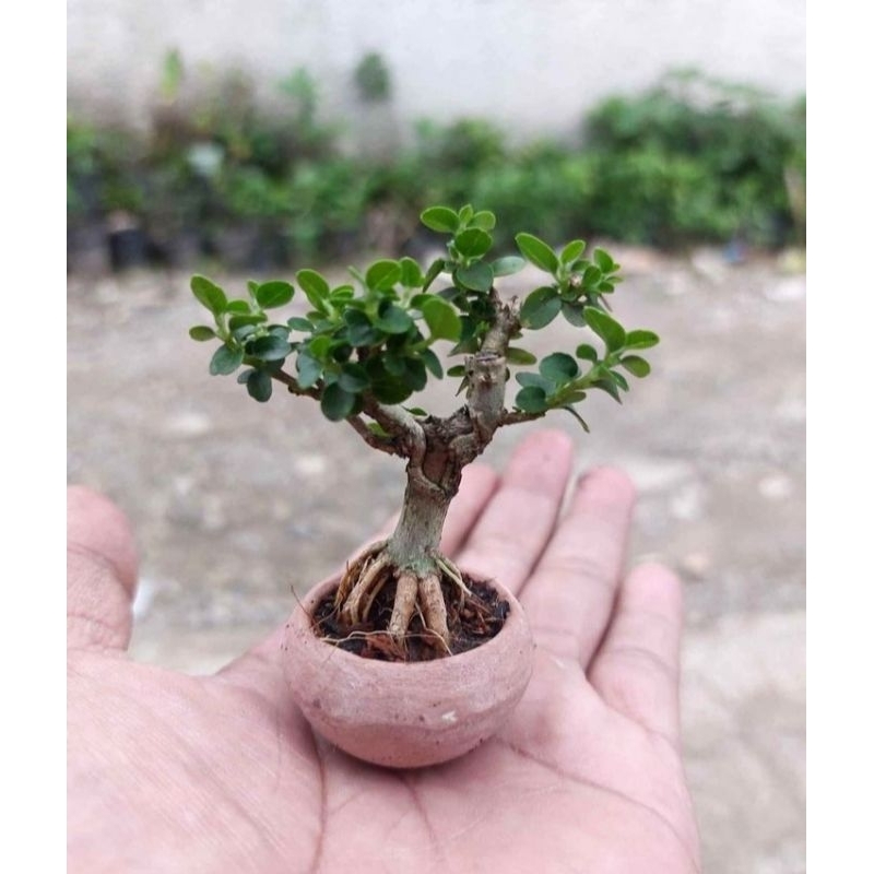 Jual Tanaman hias bonsai mini dollar mangkok | Shopee Indonesia