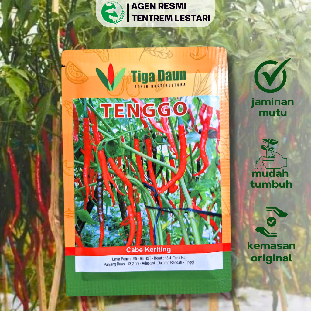Jual Benih Cabe Keriting TENGGO 10 Gram Asli Cap TIGA DAUN Lebat ...