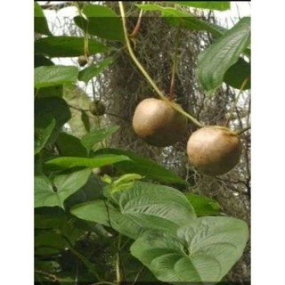 Jual 5 Bibit Umbi Kentang Gantung / Kentang Udara / Gembolo ( 5 bibit ...
