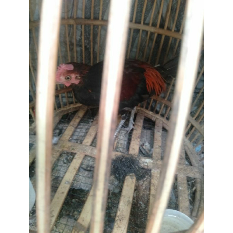 Jual ayam hutan merah jawa jantan | Shopee Indonesia Jual ayam hutan merah jawa jantan | Shopee Indonesia