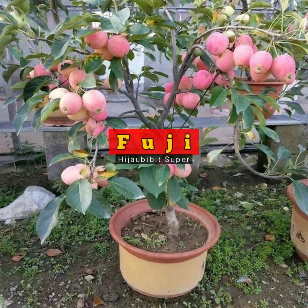 Jual Bibit apel fuji cangkok dijamin bisa berbuah Tanaman buah apel ...