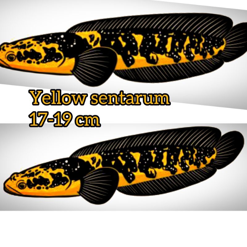 Jual yeloow sentarum 17-19cm | Shopee Indonesia