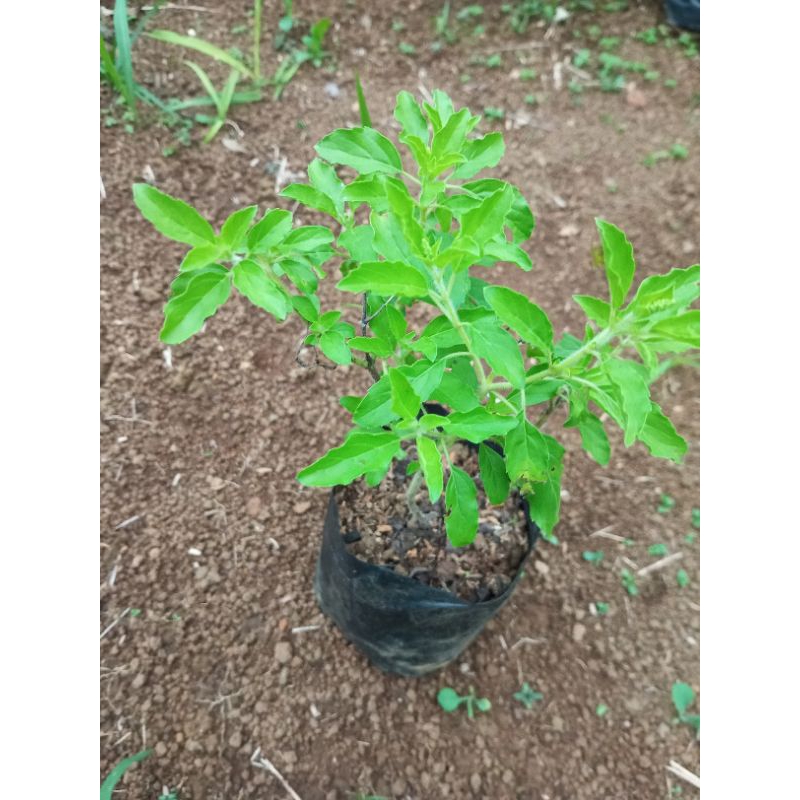 Jual Bibit Tanaman Ruku Ruku pohon Daun Ruku Ruku | Shopee Indonesia