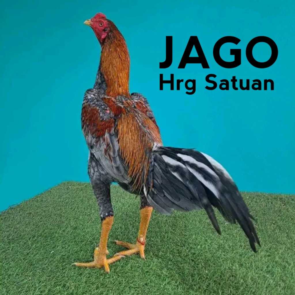 Jual pakhoy muda janggar siap rawat | Shopee Indonesia