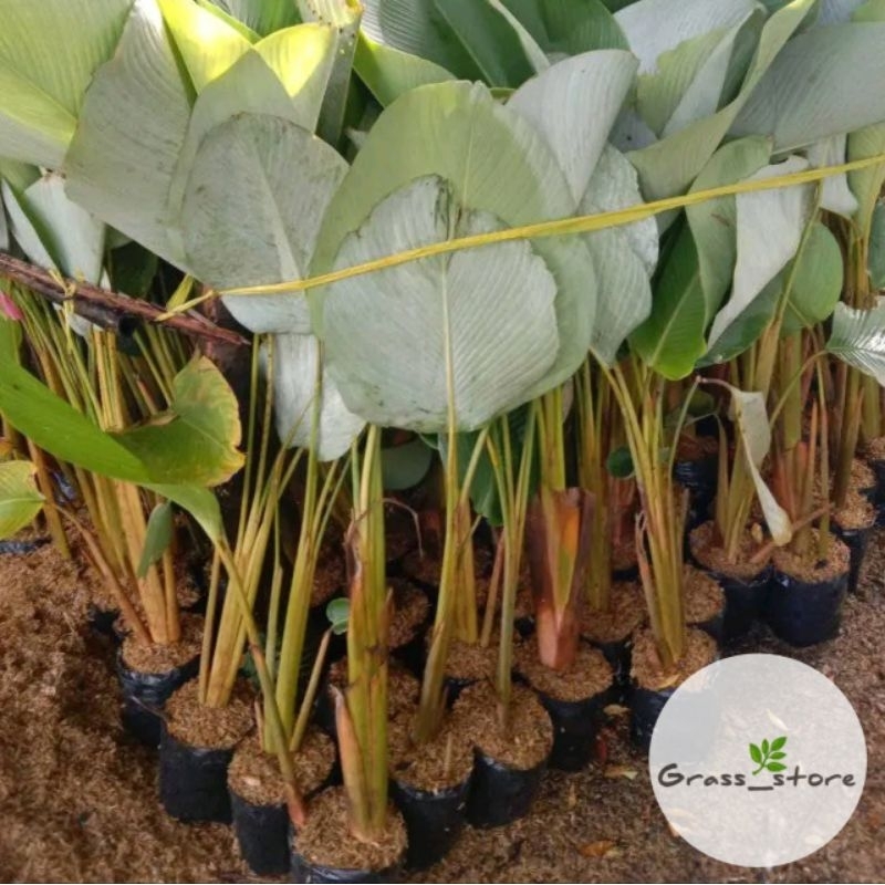 Jual TANAMAN HIAS CALATHEA LUTHEA - TANAMAN HIAS PISANG CALATHEA ... Jual TANAMAN HIAS CALATHEA LUTHEA - TANAMAN HIAS PISANG CALATHEA ...