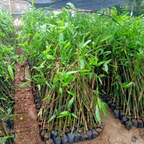 Jual Bibit Tanaman Bambu Petung / Bambu Raksasa - Harga Murah | Shopee ...