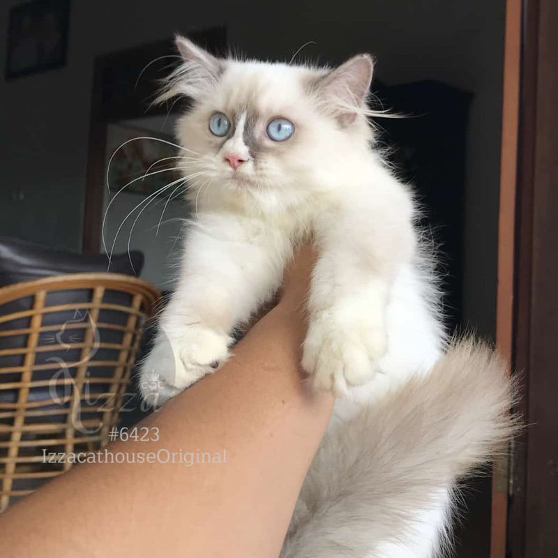 Jual Makanan Ragdoll Pure Gemoy | Shopee Indonesia