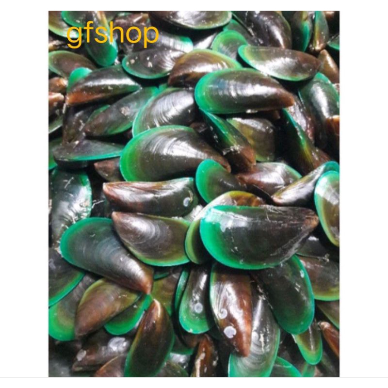 Jual Kerang Ijo / Kerang Hijau 1000g (BUKAN FROZEN) | Shopee Indonesia