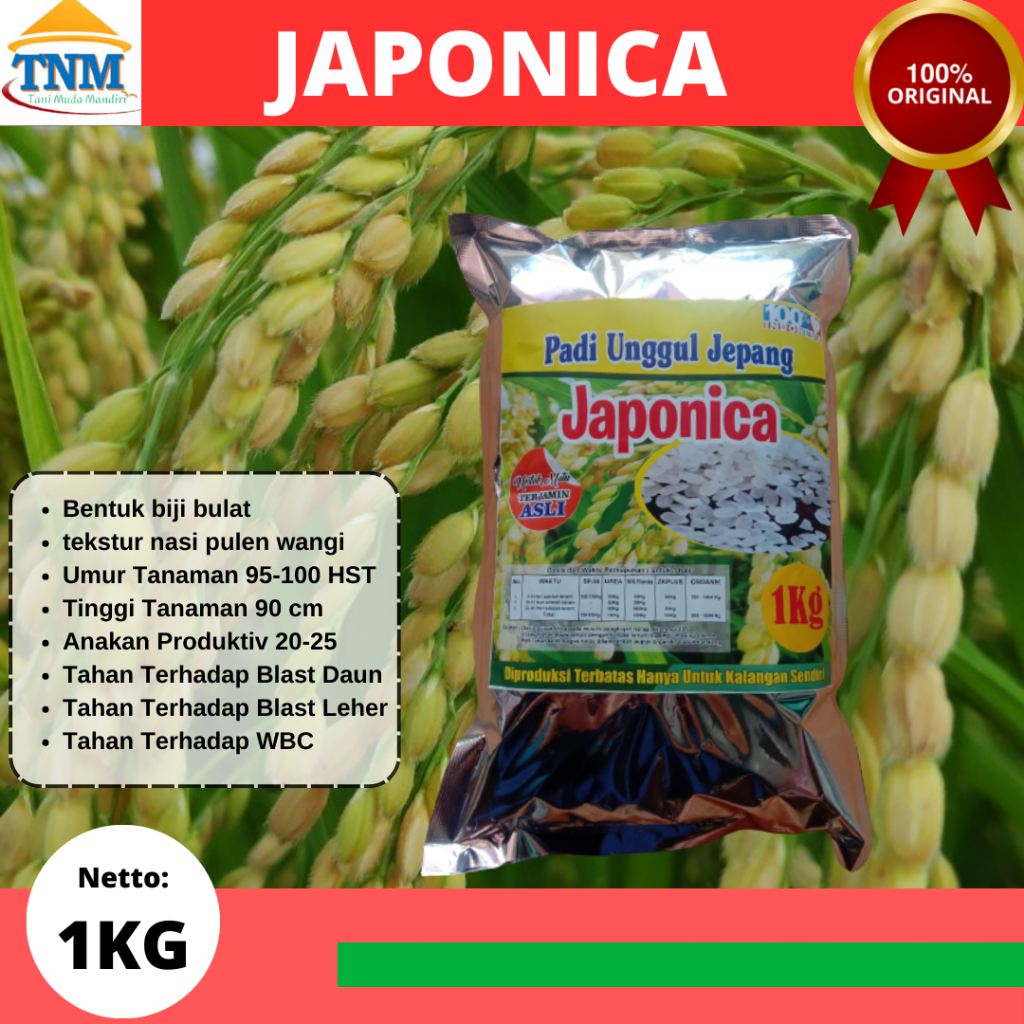 Jual Biji Padi Unggul Japonica 1KG | Shopee Indonesia