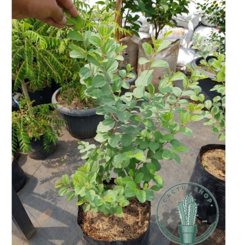 Jual Tanaman Bidara Arab Asli Pohon Bidara Arab 35-40cm / Tanaman ...