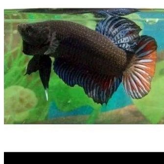 Jual paket 3 ekor cupang bagan aduan hitam | Shopee Indonesia