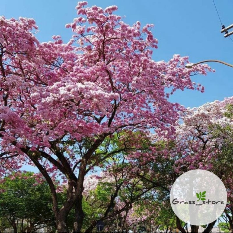 Jual tanama hias tabebuya bunga pink - bibit pohon tabebuya bunga pink ...