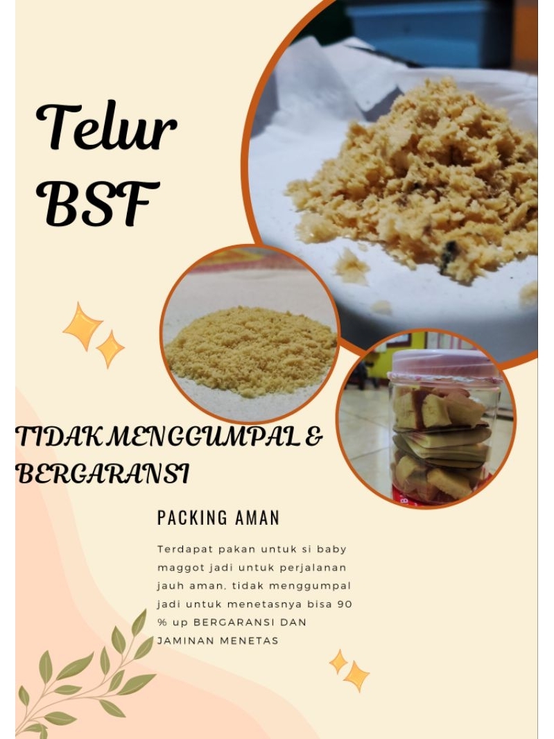 Jual Telur Maggot BSF Berkualitas Tinggi | Shopee Indonesia