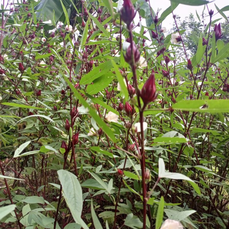 Jual Pohon Bunga Rosella Berbunga Berbuah Teh Herbal Rosela Merah Bibit ...