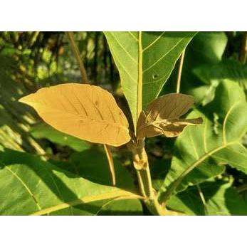 Jual DAUN PUCUK JATI/DAUN JATI MUDA/DAUN ECOPRINT/TANAMAN ECOPRINT/DAUN ...